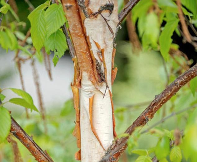 Betula 'Fascination' (Birch)