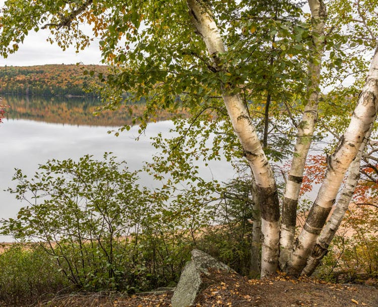 White Birch Tree Birch Trees: Planting & Caring For Birches | Garden