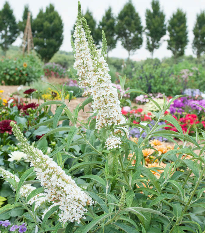 Buddleja davidii 'White Profusion' (Butterfly Bush)