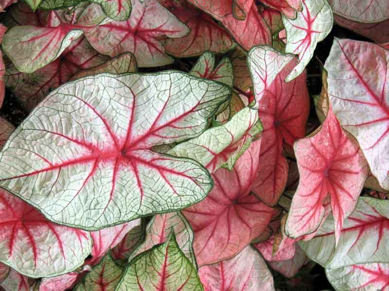 Caladium 'White Queen' (Angel Wings)