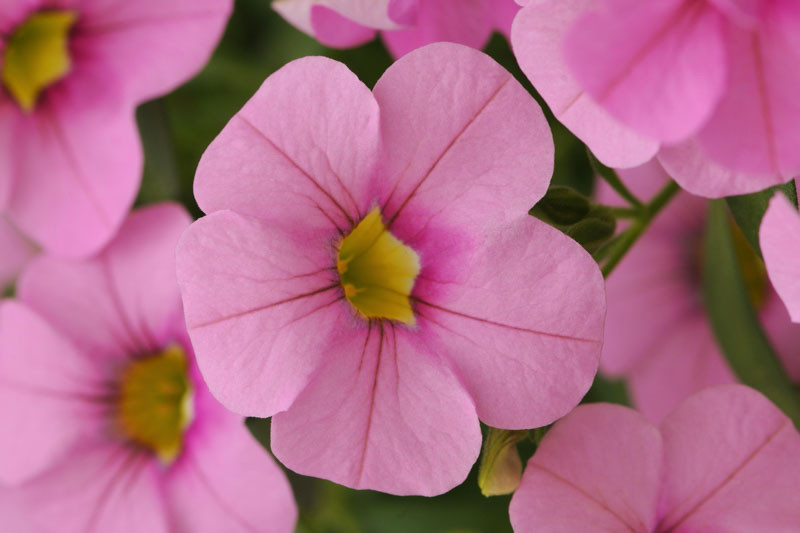 Calibrachoa 'Cabaret Light Pink'