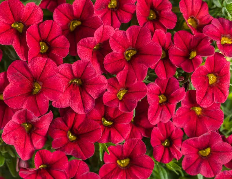 Calibrachoa 'Superbells Red'