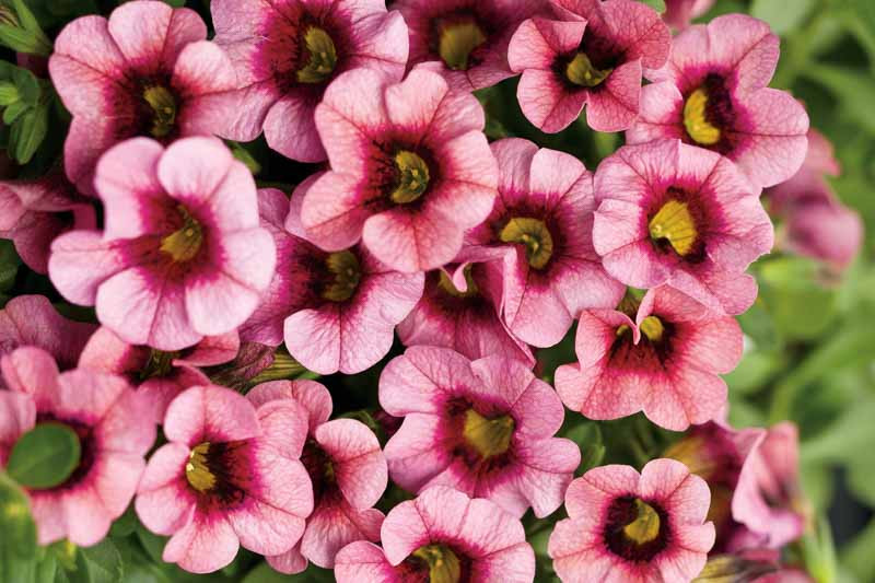 Calibrachoa 'Superbells Strawberry Punch'