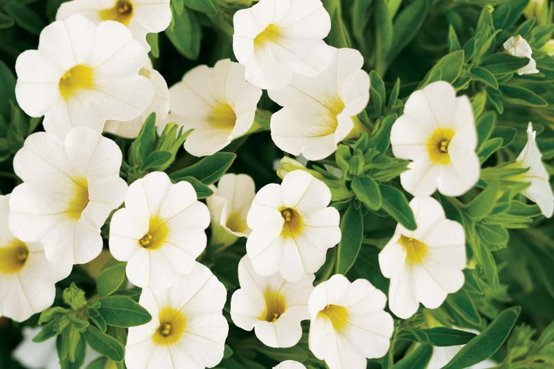 Calibrachoa 'Superbells White'