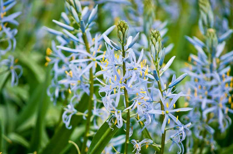 Edible Camas