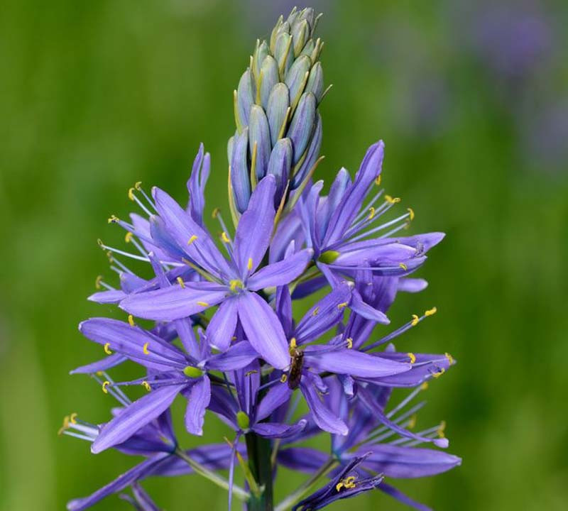 Camassia quamash 'Blue Melody' (Camas)
