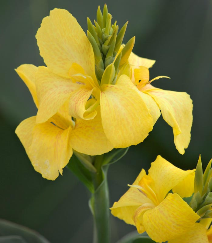 Canna 'Toucan Yellow' (Canna Lily)
