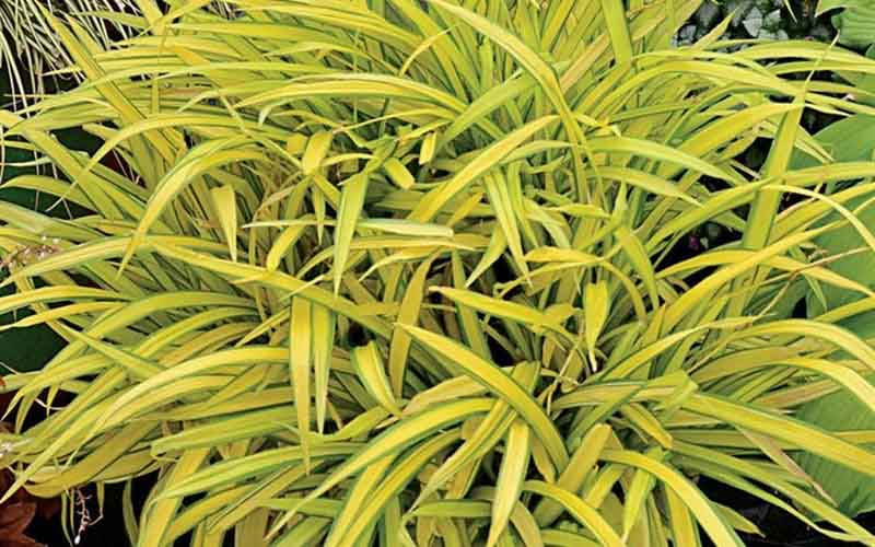 Carex siderosticha 'Banana Boat' (Creeping Broad-Leafed Sedge)