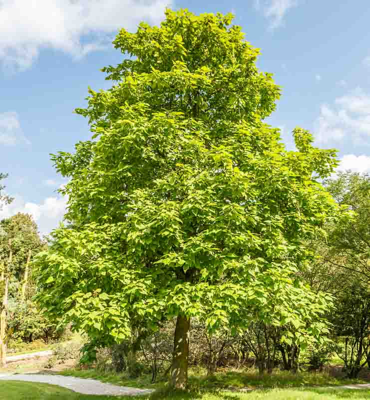 Catalpa speciosa (Northern Catalpa)