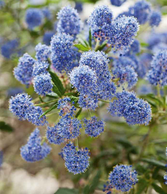 Ceanothus 'Concha' (California Lilac)