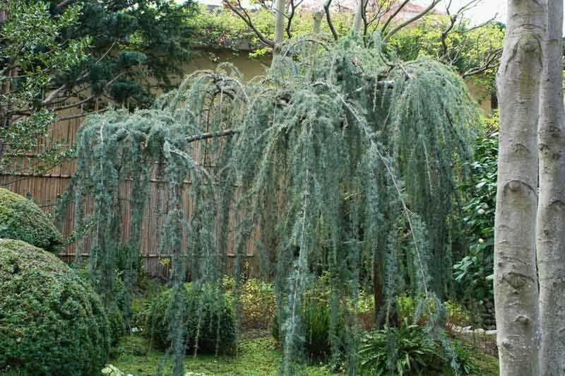Ornamental Weeping Cedar Blue Atlas Cedar Trees Tree Nursery UK