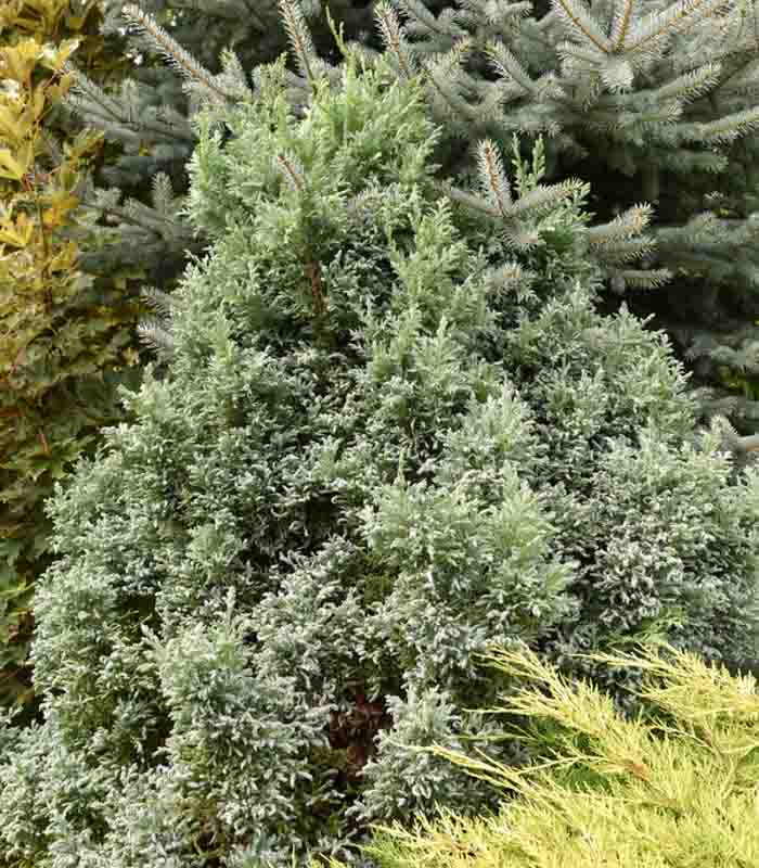 Chamaecyparis pisifera 'Curly Tops' (Sawara Cypress)