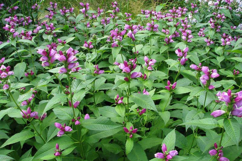 Chelone lyonii (Pink Turtlehead)