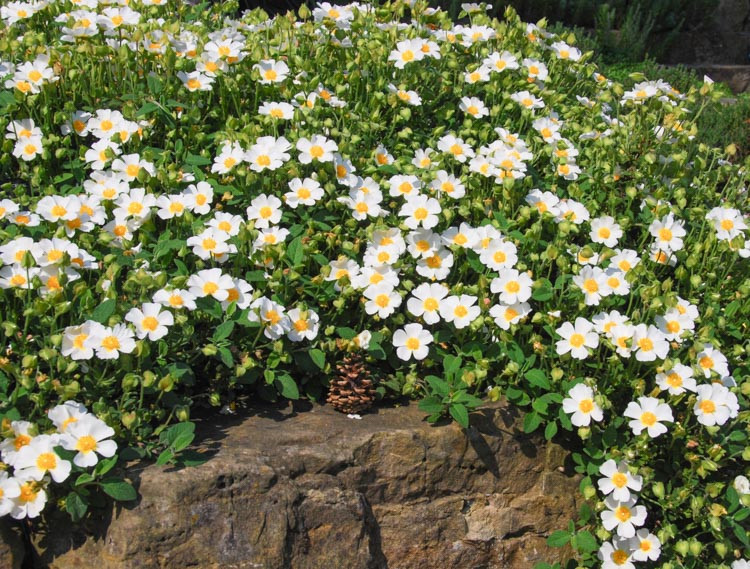 Cistus salviifolius 'Prostratus' (Sageleaf Rockrose)