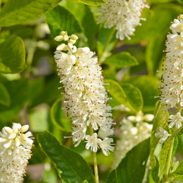 Clethra alnifolia 'Hummingbird' (Summersweet)