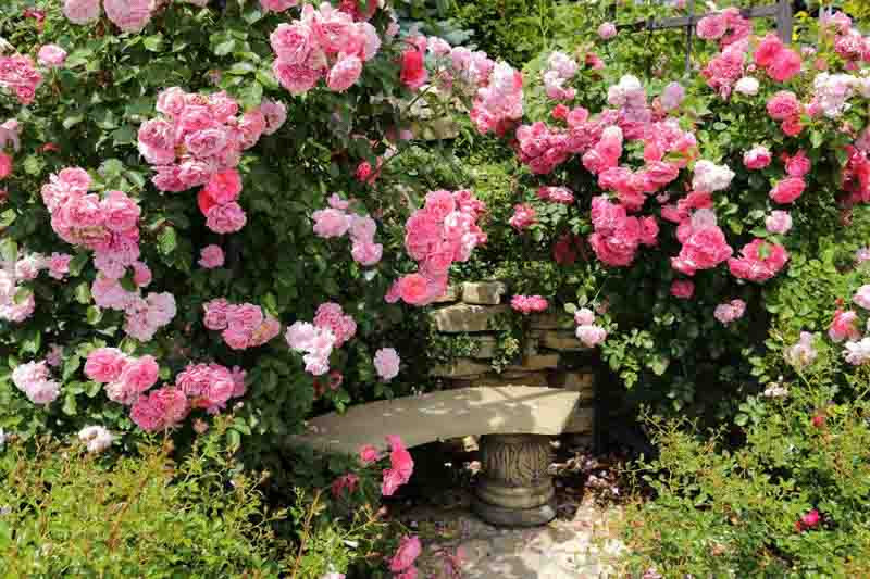 Climbing or Rambler Roses for my Garden?