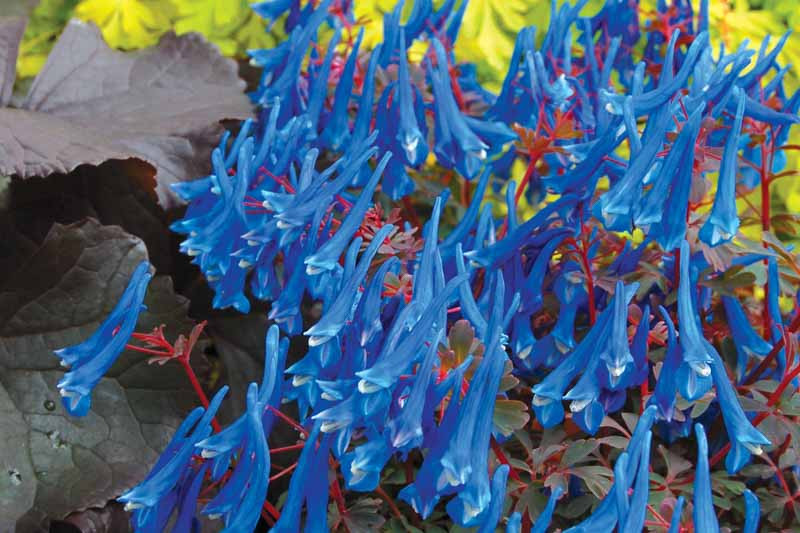 Corydalis curviflora subsp. rosthornii 'Blue Heron' (Fumewort)