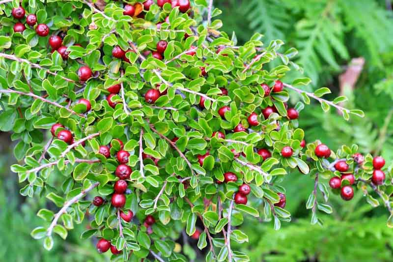 Cotoneaster Tree