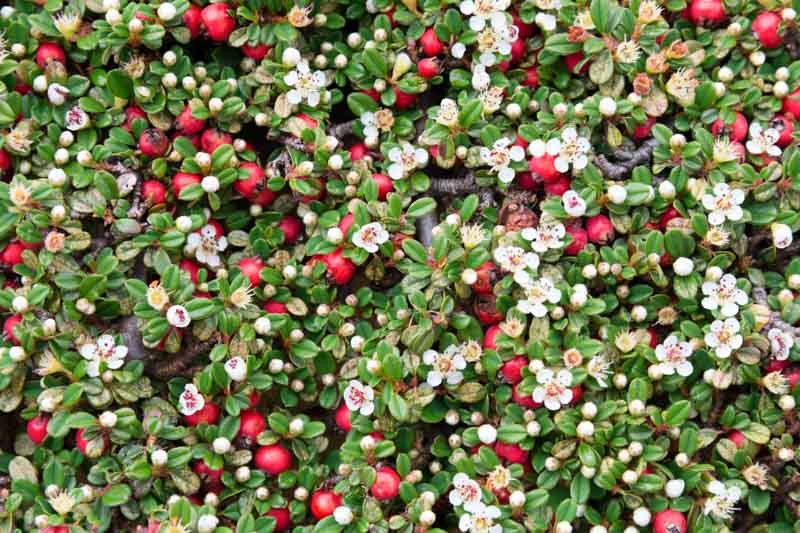 Bearberry Cotoneaster (Cotoneaster dammeri)