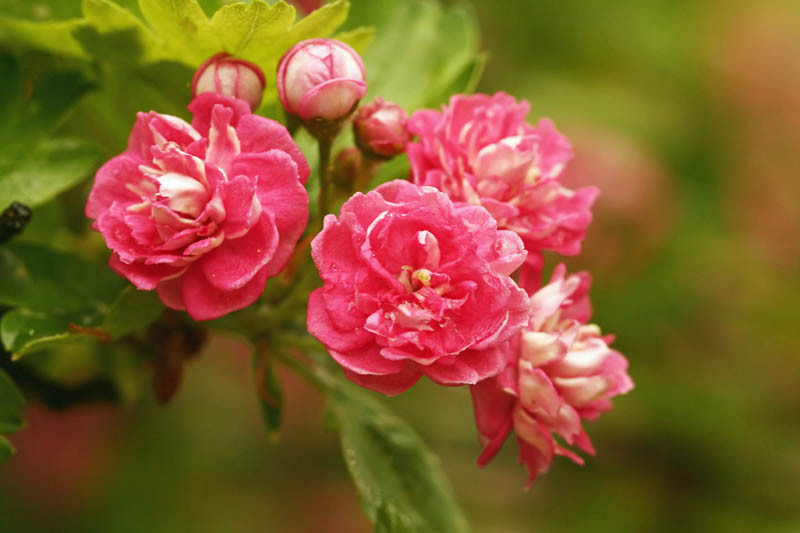 Crataegus laevigata 'Paul's Scarlet' (English Hawthorn)