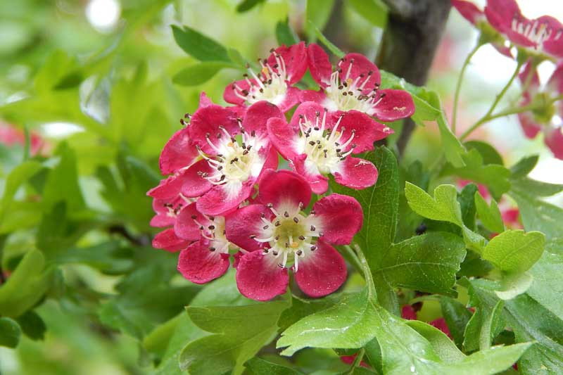 Crataegus laevigata 'Punicea' (English Hawthorn)
