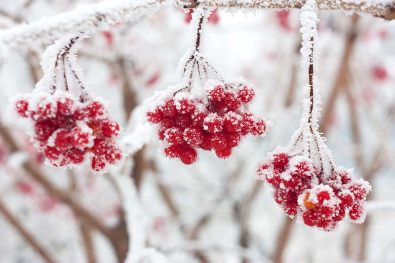 Adding Winter Interest To Your Midwestern Garden