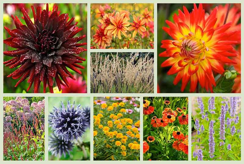 Dahlias and Companion Plants - Gold & Vermilion Theme