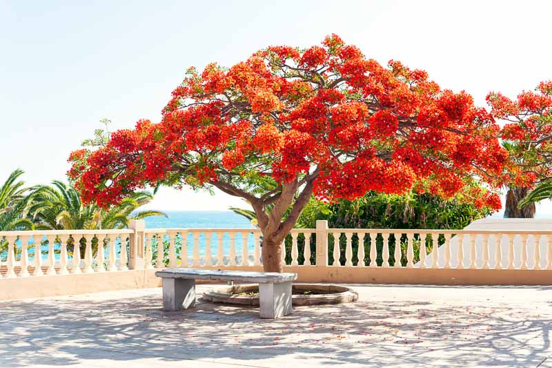 Flamboyant (Delonix regia): Benefits, Challenges, and Uses
