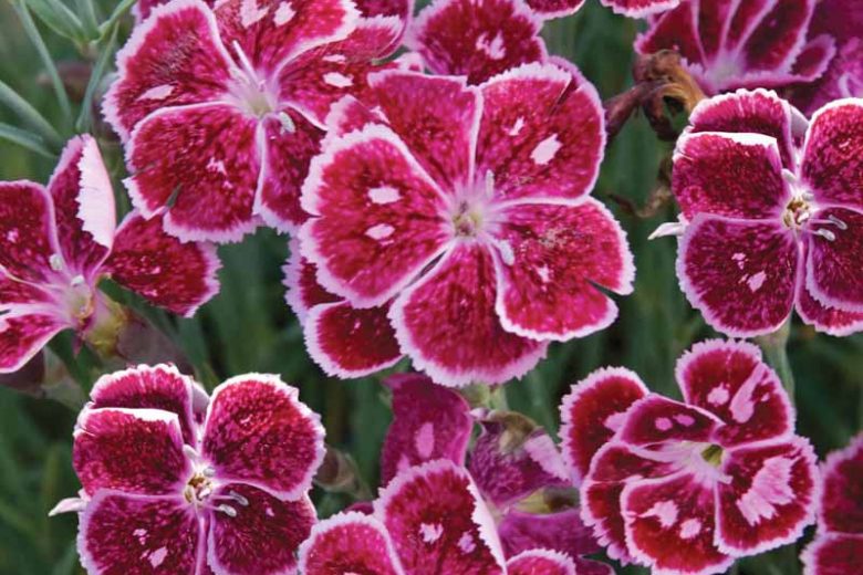 Dianthus 'Fire and Ice' (Pink)