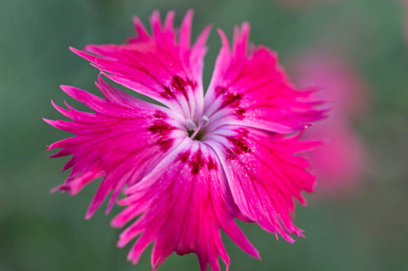 Dianthus gratianopolitanus (Cheddar Pink)