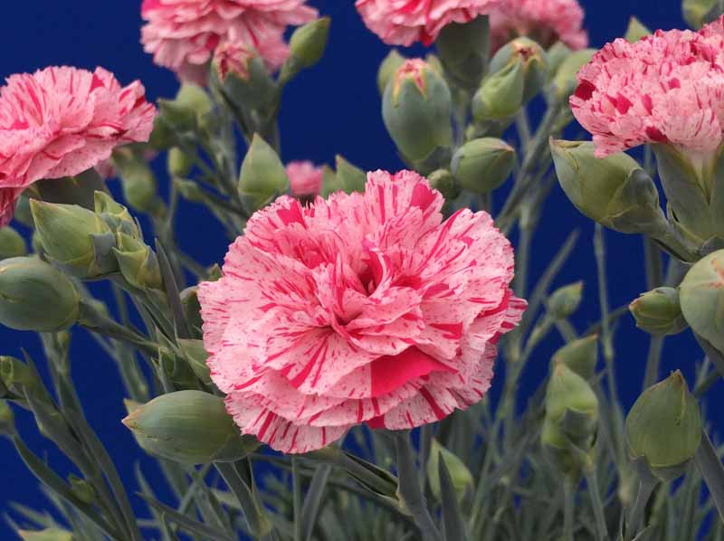 Dianthus 'Pinball Wizard' (Pink)