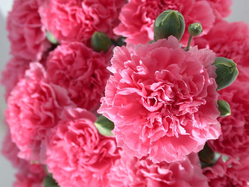 Dianthus 'Pink Fizz' (Pink)