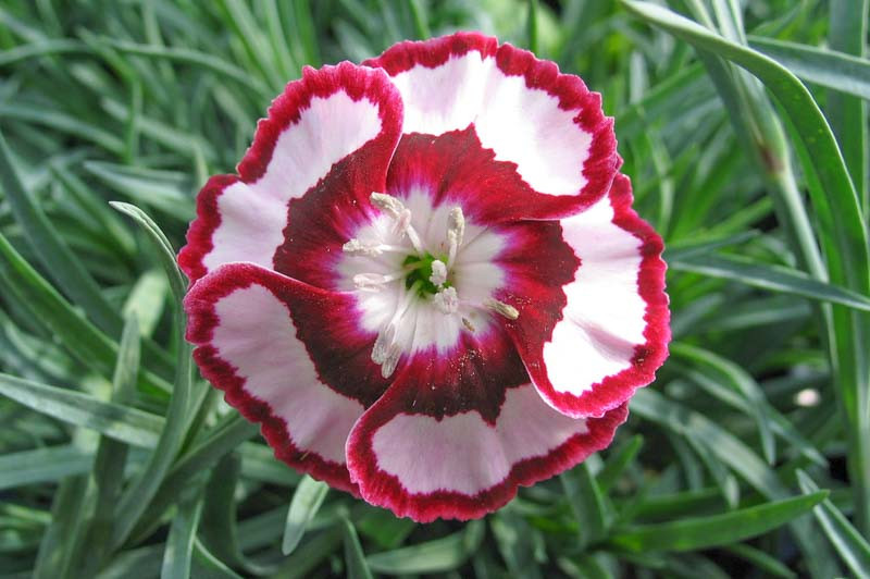 Dianthus 'Raspberry Swirl' (Pink)