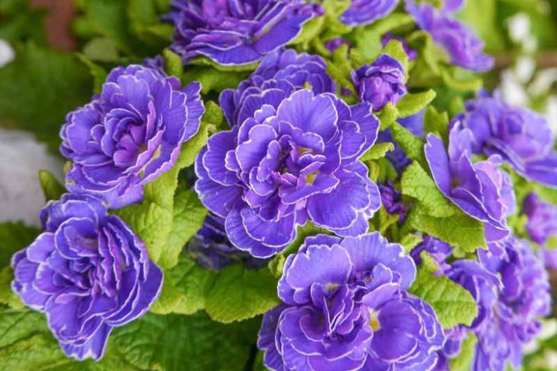 Violet Primrose Flower