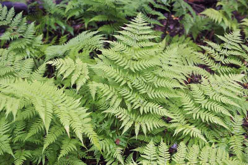 Dryopteris filix-mas (Male Fern)