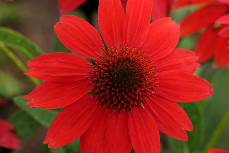 Echinacea Sombrero Salsa Red (Coneflower)