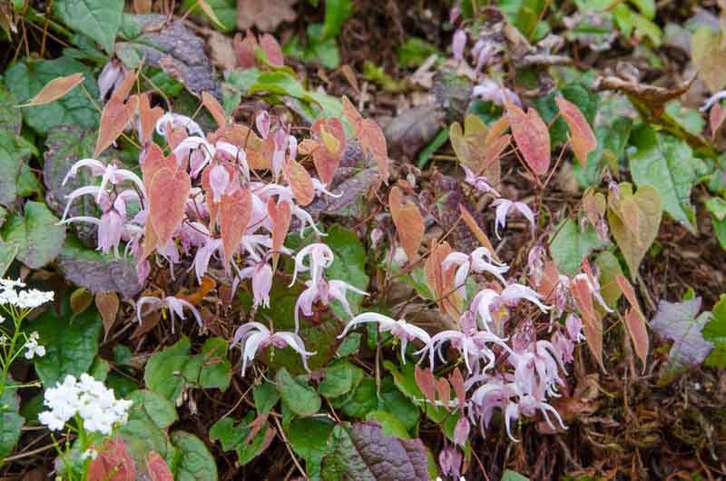 Epimedium leptorrhizum (Barrenwort)
