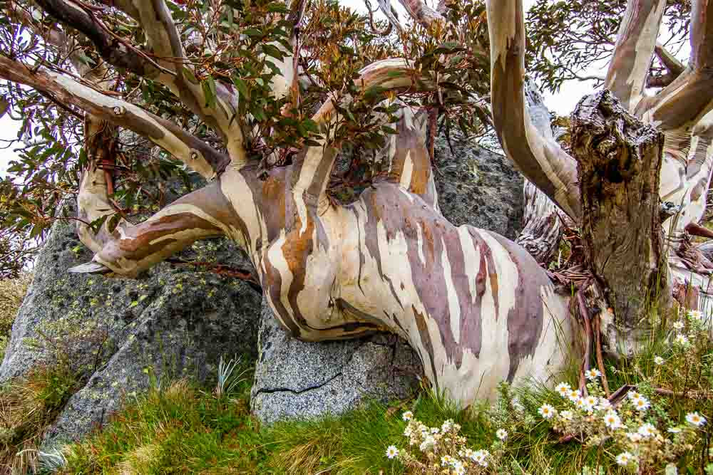 Eucalyptus pauciflora (Snow Gum)