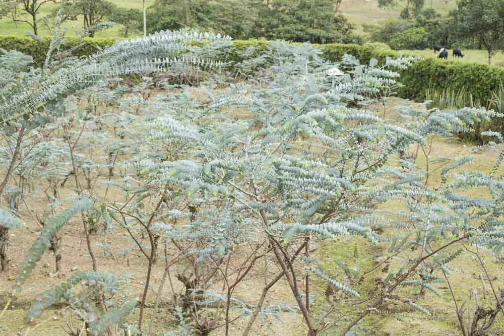 Eucalyptus pulverulenta 'Baby Blue' (Florist Silver Dollar)