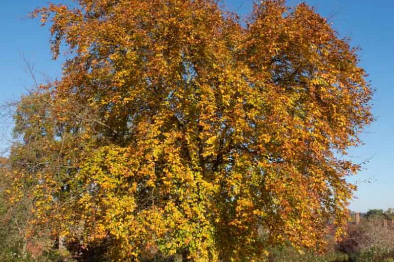Fagus sylvatica 'Riversii' (European Beech)