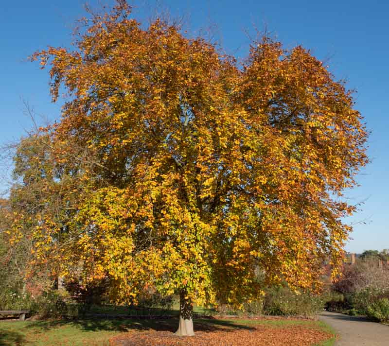 Fagus sylvatica 'Riversii' (European Beech)
