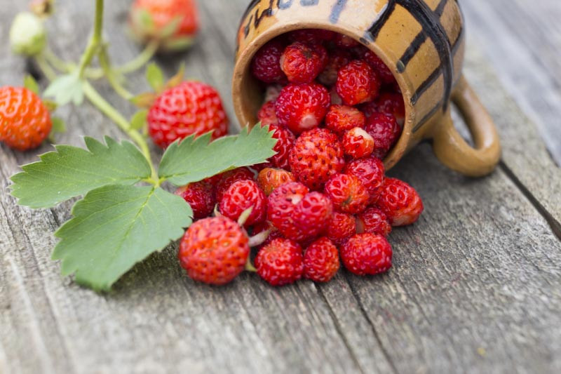 Fragaria virginiana (Scarlet Strawberry)