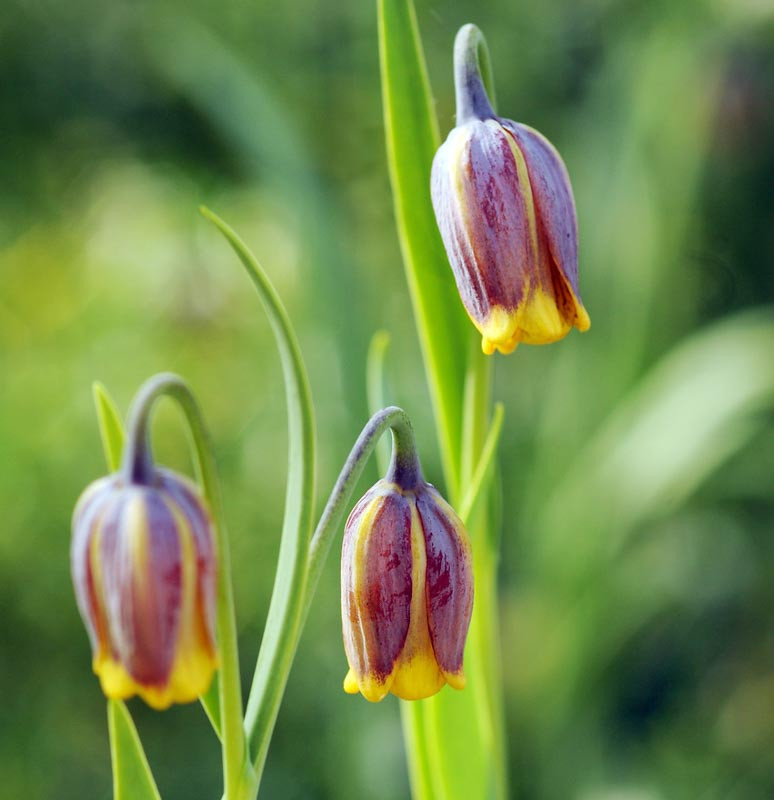 Fritillaria uva-vulpis (Fox's Grape Fritillary)