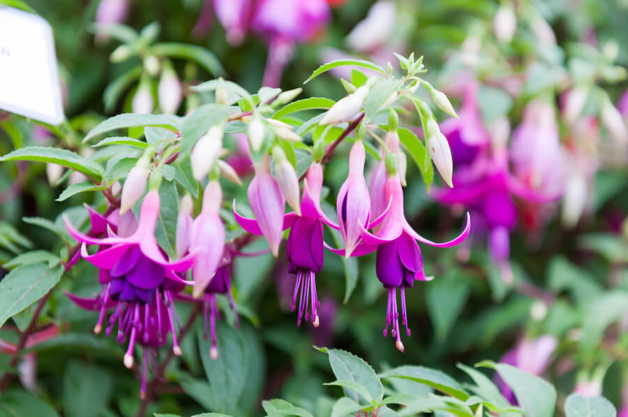 Fuchsia 'Ben Jammin'