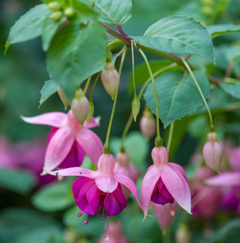 Pics Photos Fuchsia Fuchsia 'Garden News' X5 – Growtanical