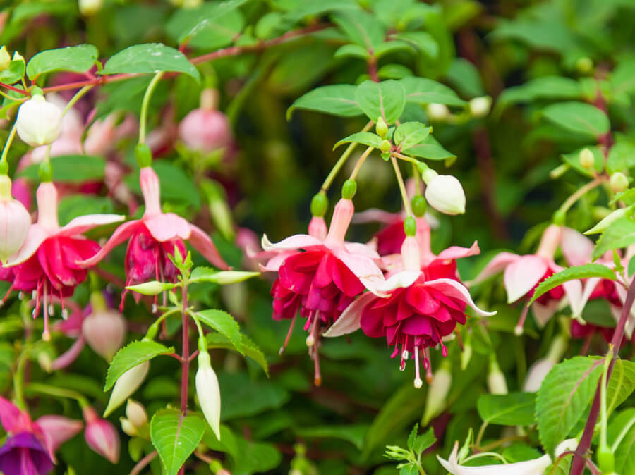 Fuchsia 'Hawaiian Sunset'