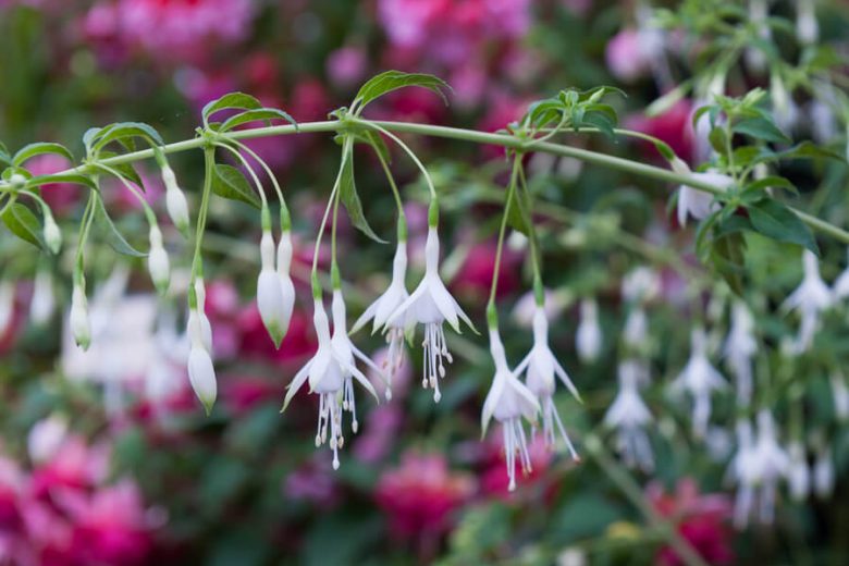 Fuchsia 'Hawkshead' (Hardy Fuchsia)