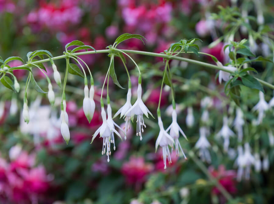 Fuchsia 'Hawkshead' (Hardy Fuchsia)