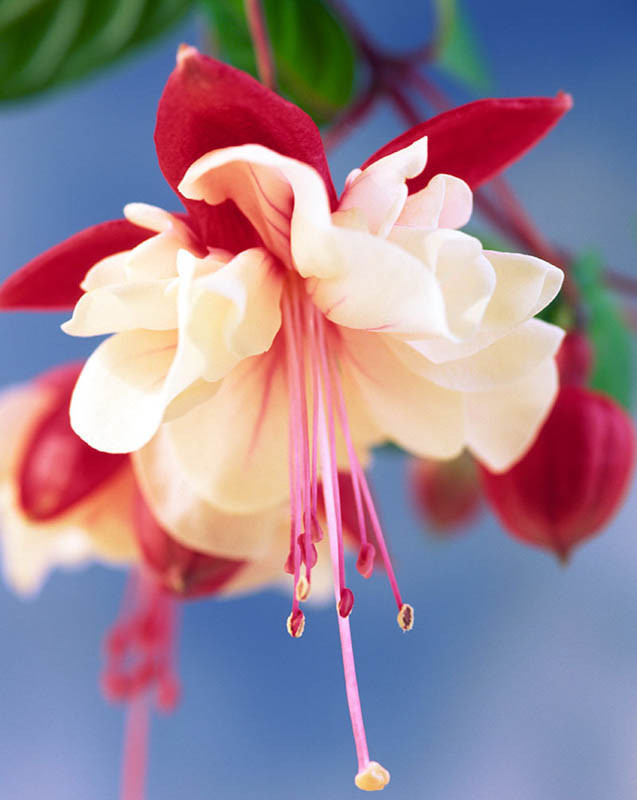 Fuchsia 'Swingtime'