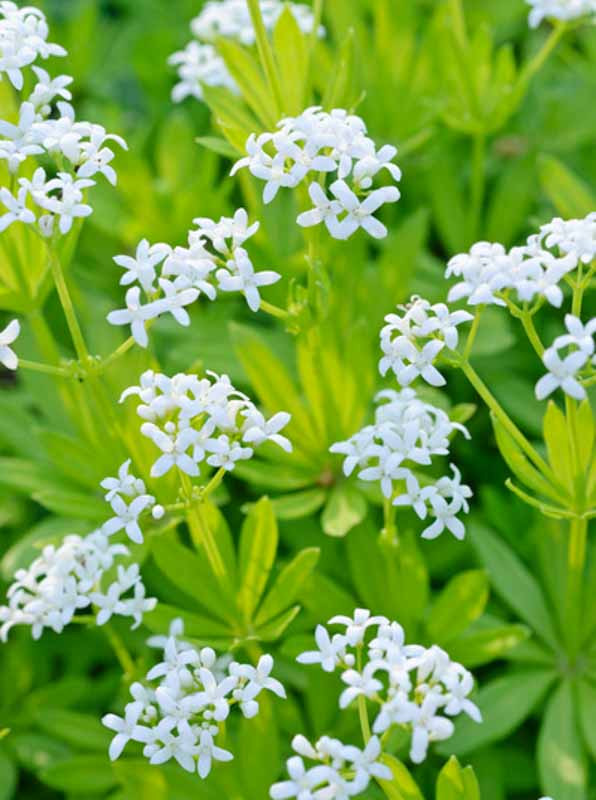 Sweet Woodruff Flower